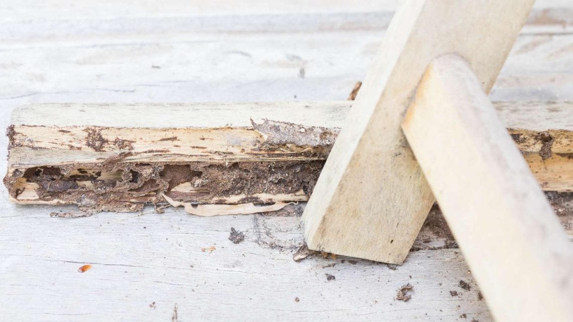 Steps to Keep your Furniture Termite Resistant in Years to Come