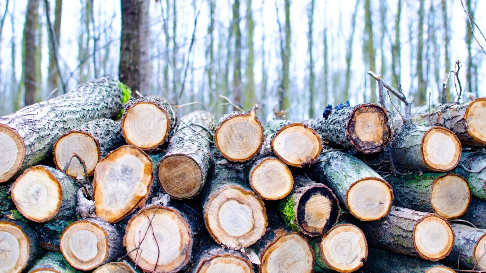 Eco-Friendly Plywood: Sustainable Manufacturing Practices